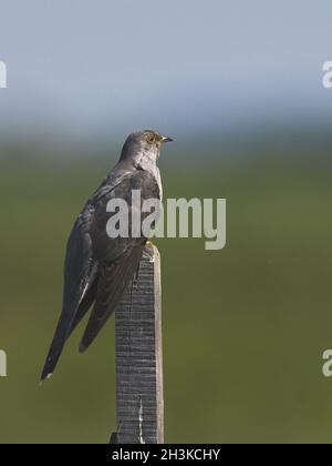 Common Cuckoo (Cuculus canorus) singing perched in English Oak (Quercus ...
