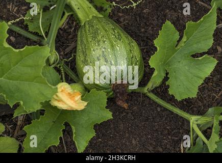 Squash growing on the vegetable bed in the garden Stock Photo - Alamy