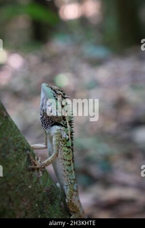 Green Tree Dragon Green Crested Lizard Borneo Bloodsucker Stock Photo ...