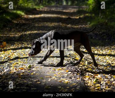 horizontal photo of a beautiful puppy,amstaff dog Stock Photo - Alamy