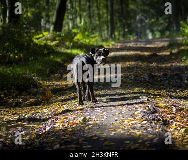 horizontal photo of a beautiful puppy,amstaff dog Stock Photo - Alamy