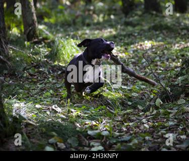 horizontal photo of a beautiful puppy,amstaff dog Stock Photo - Alamy
