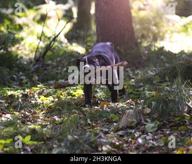 horizontal photo of a beautiful puppy,amstaff dog Stock Photo - Alamy