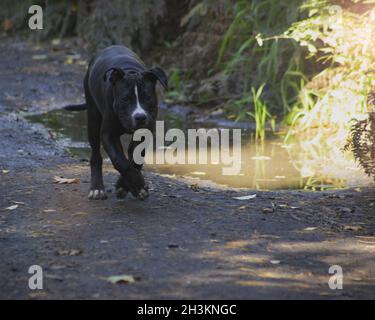 horizontal photo of a beautiful puppy,amstaff dog Stock Photo - Alamy