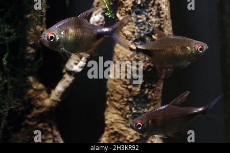 Pretty or Black wedge tetra, Hemigrammus pulcher Stock Photo - Alamy