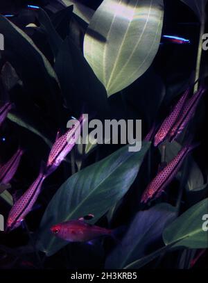 SPOTTED HEADSTANDER chilodus punctatus Stock Photo - Alamy
