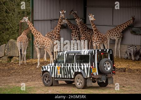 VIP Safari Park Land Rover vehicle / car – in zebra striped stripy ...