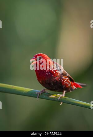 American Robin wings spread Stock Photo - Alamy