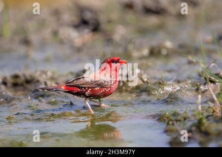 American Robin wings spread Stock Photo - Alamy