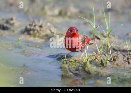 American Robin wings spread Stock Photo - Alamy