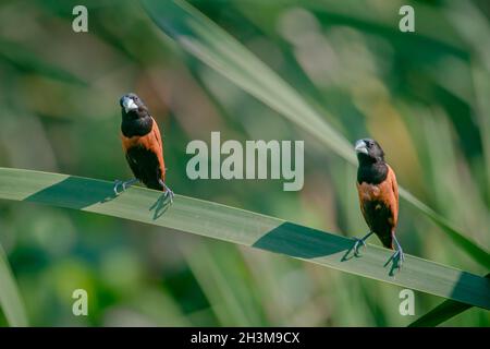 American Robin wings spread Stock Photo - Alamy