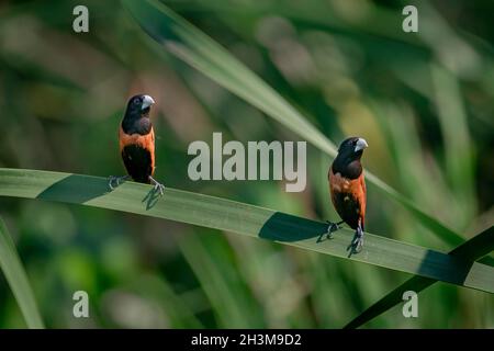 American Robin wings spread Stock Photo - Alamy