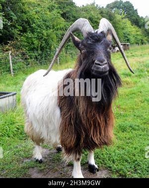 Goat on the visitor trail at Foxburrow Farm Nature Reserve, near ...