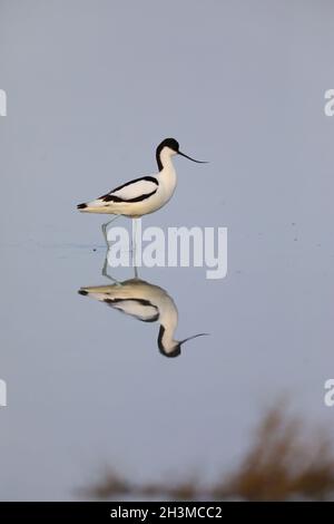Avocet; Recurvirostra avosetta; Chick with Reflection; Netherlands ...