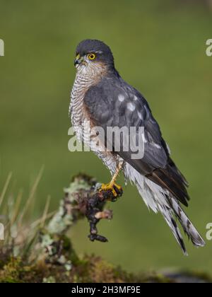 Goshawk and Sparrow Hawk Stock Photo - Alamy