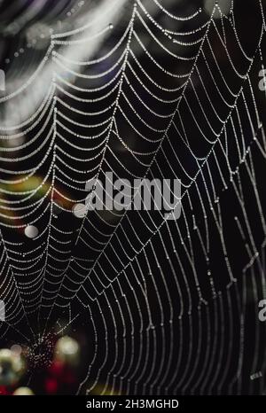 Macro image of the strands of a dew covered spider web Stock Photo - Alamy