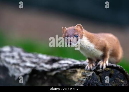 Stoat on a log Stock Photo - Alamy