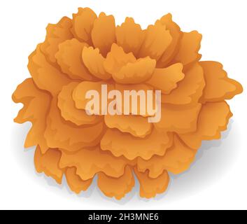 Beautiful cempasuchil or marigold flower in cartoon style and outlines ...