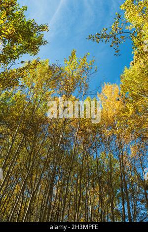 Thin tree trunks against the sky with clouds Stock Photo - Alamy