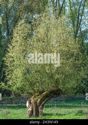 common osier, salix viminalis Stock Photo - Alamy