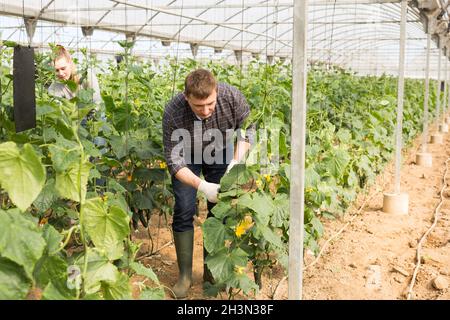 Farmer harvesting cucumbers Stock Photo - Alamy