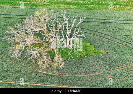 Dead tree from above Stock Photo - Alamy