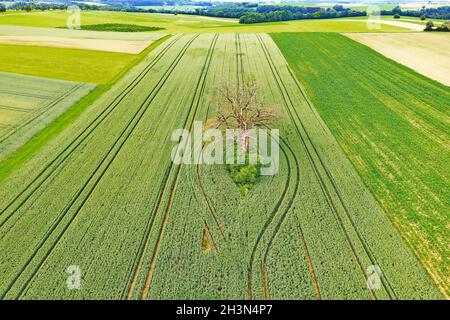 Dead tree from above Stock Photo - Alamy