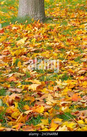 Autumn Golden Leaves and Maple Trees in Myrtleford Victoria Australia ...