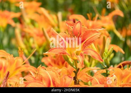 Landscape of tiger lily Stock Photo - Alamy