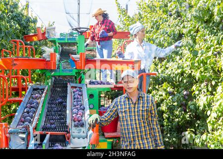 Farmer picking ripe plums on harvesting platform in farm orchard Stock ...