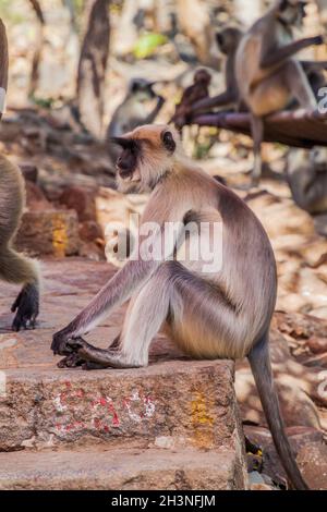 Langur monkey at Girnar Hill, Gujarat state, India Stock Photo - Alamy