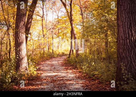 A path through a sparse forest and trees. The path was a walking path ...