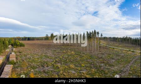 Tree death resin cleared forest areas Stock Photo - Alamy