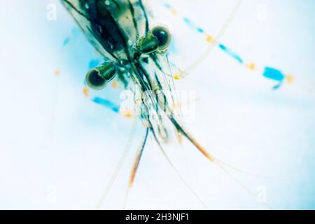 Rockpool shrimp (Palaemon elegans) from southern coast of Black Sea ...