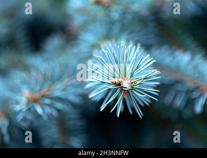 Close-up of blue spruce fir tree branches Stock Photo - Alamy