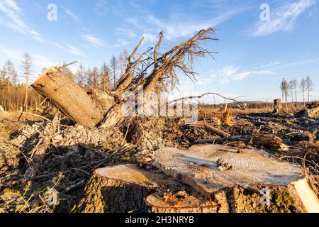 Clear-cutting forest forest dieback resin Stock Photo - Alamy
