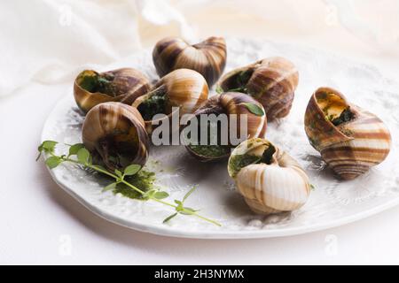 Escargot platter, delicious french delicatessen, big white edible ...
