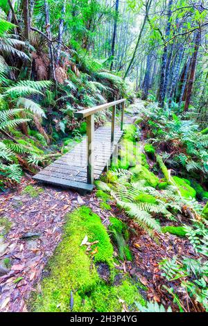 Evergreen rainforest deep in Mt Field national park of Tasmania - moss ...
