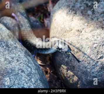 Common Grass-snake (Natrix natrix) from the East Baltic sea coast ...