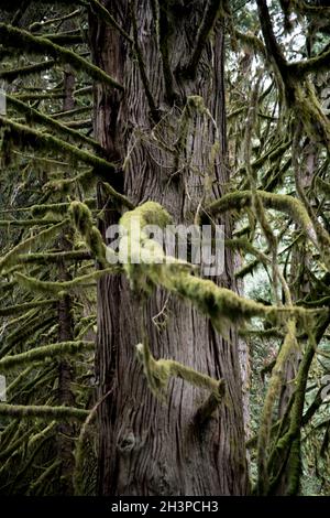 Moss Covered Cedar trees Stock Photo - Alamy