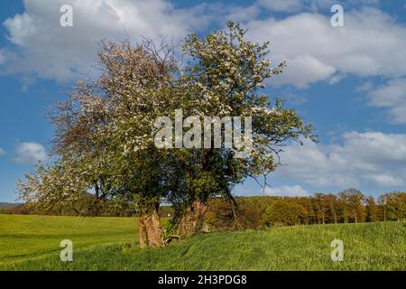 Old gnarled apple tree Stock Photo - Alamy