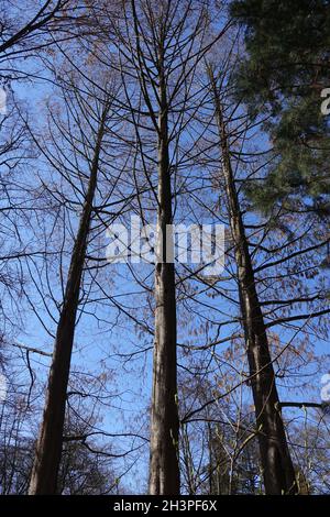 dawn redwood, Urweltmammutbaum, Metasequoia glyptostroboides, kínai ...