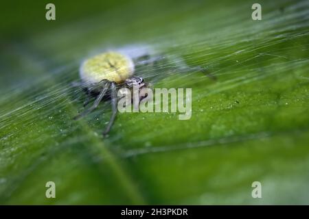 Green curled spider ( Nigma walckenaeri Stock Photo - Alamy