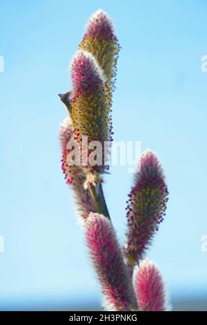 Salix gracilistyla Mount Aso, willow Mount Aso, Salix chaenomeloides ...