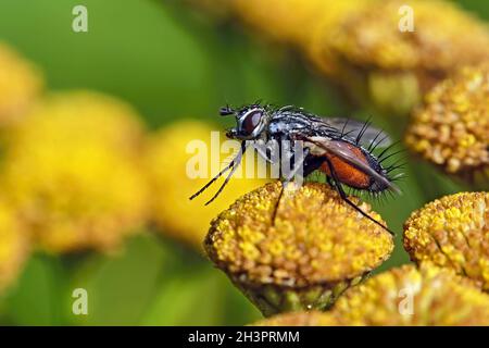 Caterpillar fly ( Eriothrix rufomaculatus Stock Photo - Alamy