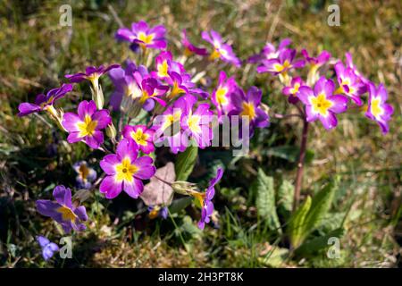 A group of magenta Primroses flowering in the spring sunshine Stock ...