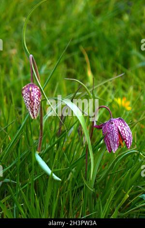 Chess flower, Chessboard flower, Lapwing, Lily family, Snake's Head ...