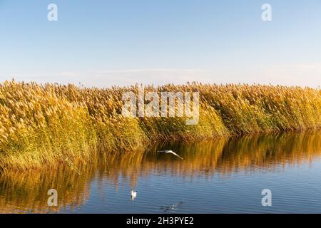 A beautiful field of common reed (Phragmites) against the blue sky ...