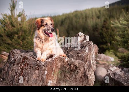 Big dog lying on the stone, forest trees behind Stock Photo - Alamy