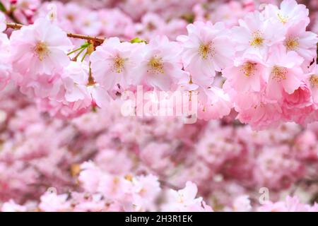 Horizontal banner with sakura flowers of pink color on misty backdrop ...